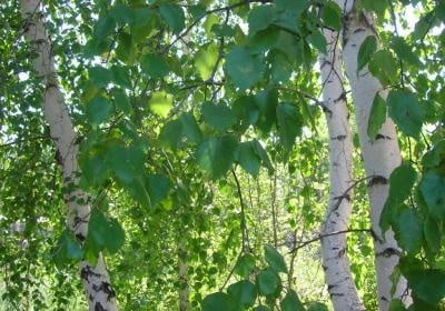 Берёза белая — лечебные свойства, применение и рецепты